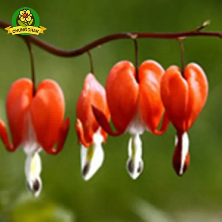 Bleeding Heart Flower Seeds Dicentra Spectabilis Orange | Daraz.pk