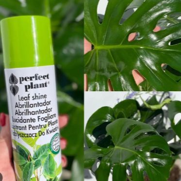 Perfect Plant Leaf Shine Spray – 200ml | Daraz.pk