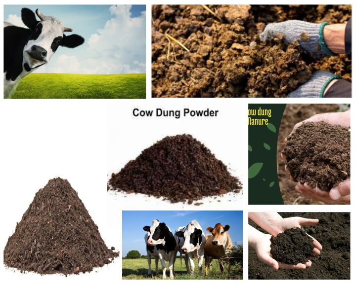 Cow Dung Compost | Organic Fertilizer for Plants | Gobar ki Khad ...