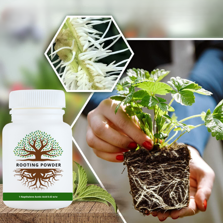 Best Rooting Powder for Plants – NAA-Based Rooting Hormone for Cuttings ...