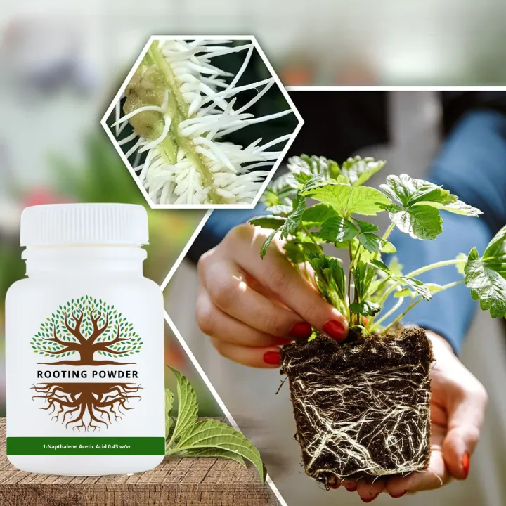 Best Rooting Powder for Plants – NAA-Based Rooting Hormone for Cuttings ...