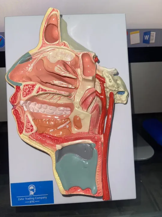 Nasal Cavity Anatomy Model - Anatomical Model for Mouth Nose Pharynx ...