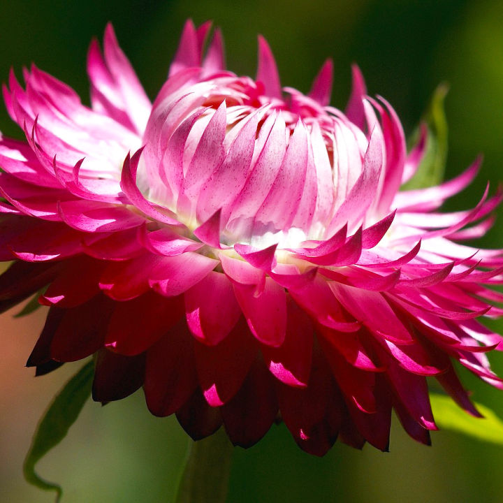 Helichrysum double mix color flower seeds | Daraz.pk