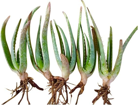 Aloe Vera Plants with Root System - Ready to Grow! | Daraz.pk