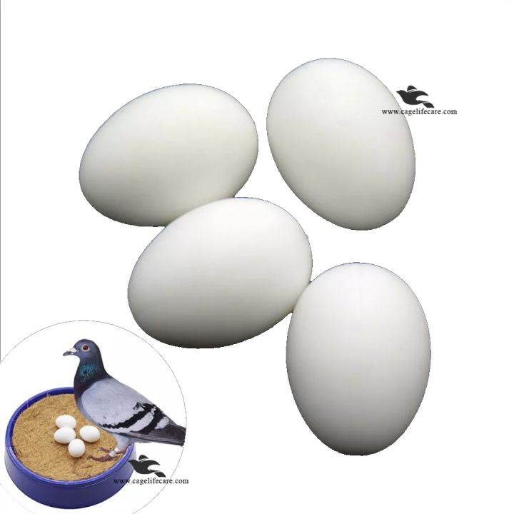 Pigeon Dummy Eggs (Pack Of 2) –Use For Breeding Control | Daraz.pk