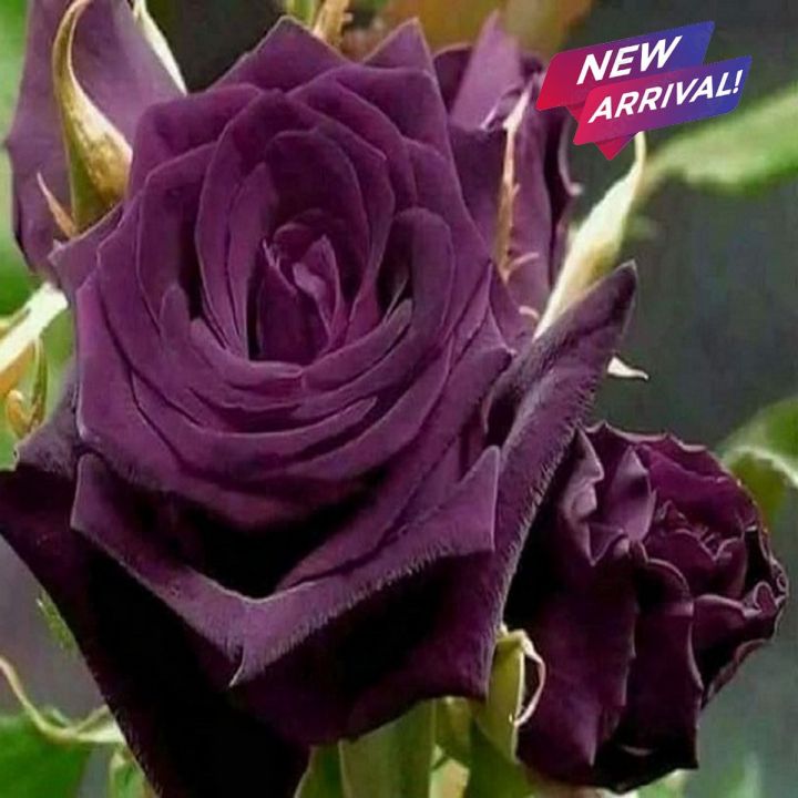 Dogal Rose Flower Seeds | Daraz.pk
