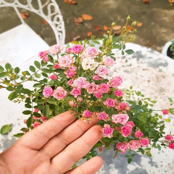 Dwarf Climbing Pink Rose Seeds | Daraz.pk