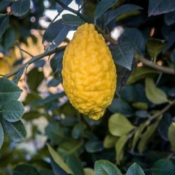 Lemon Avalon Fruit Tree Seeds | Daraz.pk