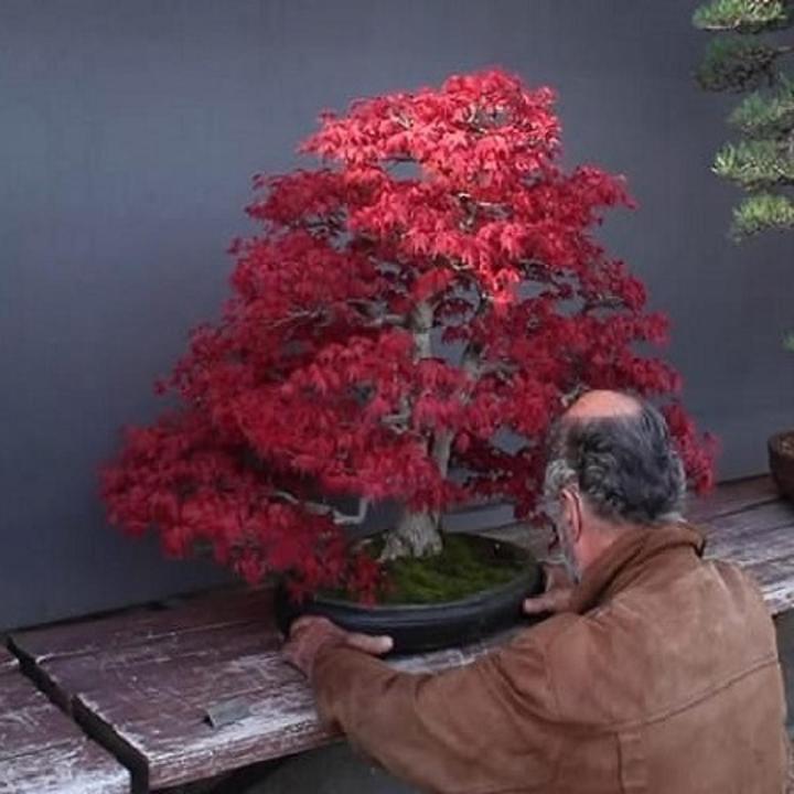 Rare Bonsai Red Maple Tree Seeds | Daraz.pk