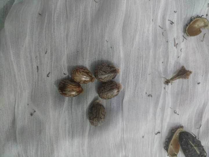 90 Castor oil seeds 100percent germinate for grow caster plant Eranda ...