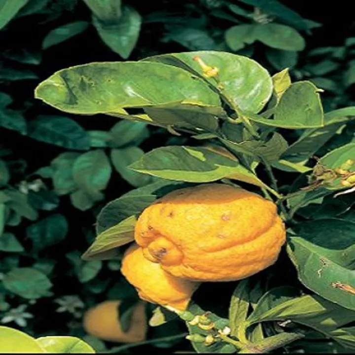 Citrus Limetta Fruit Tree Seeds | Daraz.pk