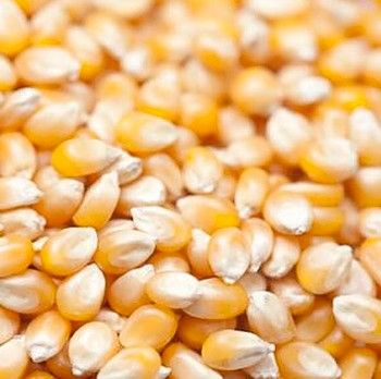 Popcorn 250g Pack | Daraz.pk: Buy Online at Best Prices in Pakistan ...