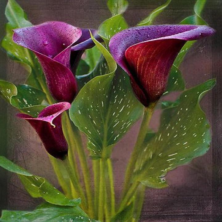 Rare Calla Lily Seed- Purple | Daraz.pk