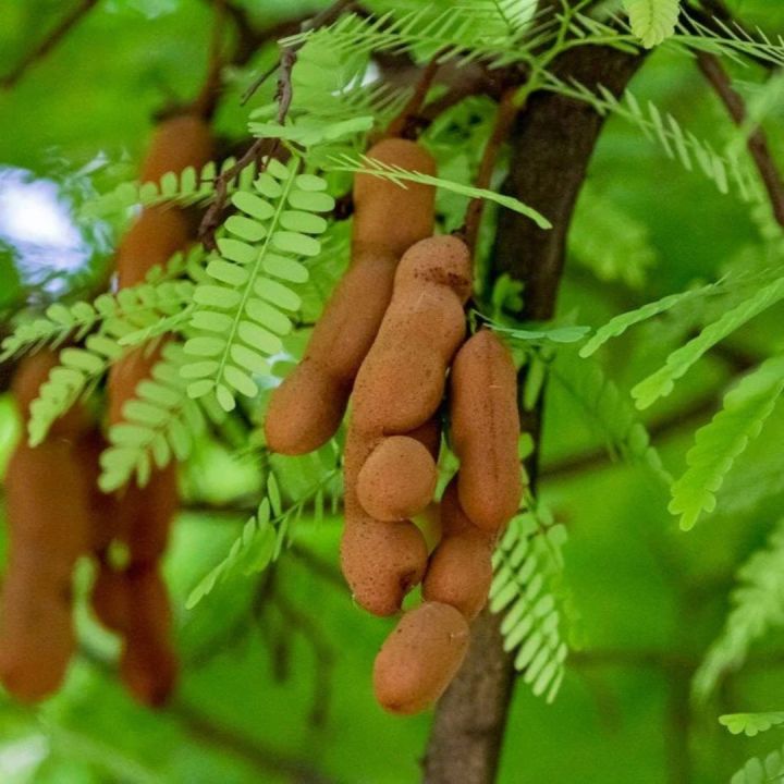 Imli Tree Seed -Tamarind 15+ Seeds in Packet | Daraz.pk