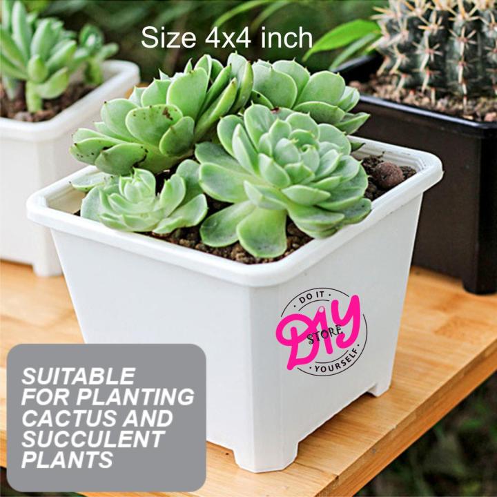 Unique Deep Roots Square Cactus Succulents and Small Indoor Plants Pots ...