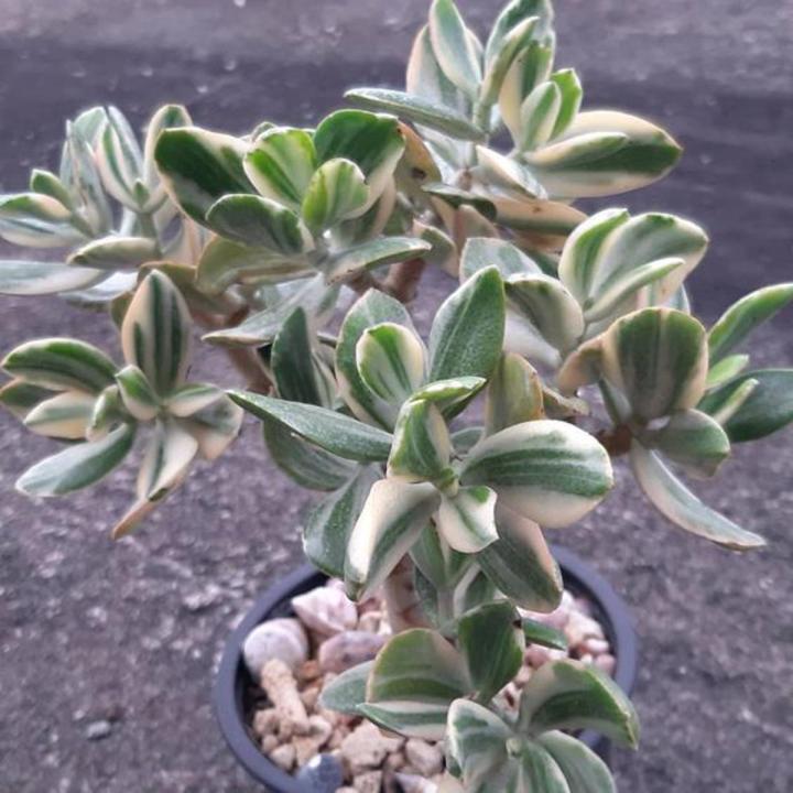 Variegated Jade Succulent Seeds | Daraz.pk