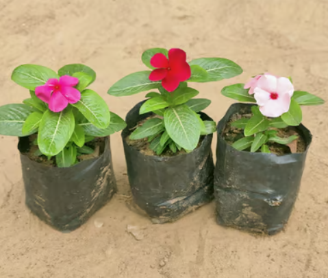 Original Sada Bahar Small Plant | Daraz.pk