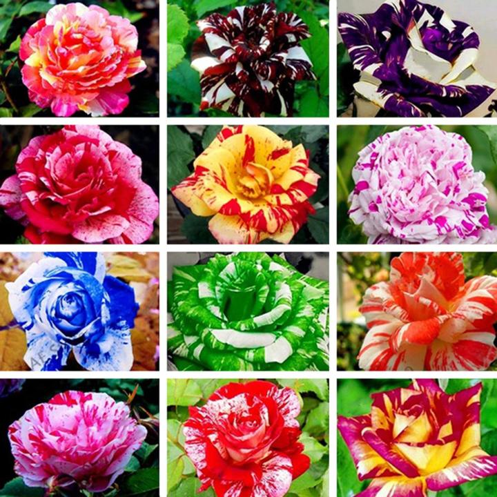 Dragon Mix Rose Flower Seeds | Daraz.pk