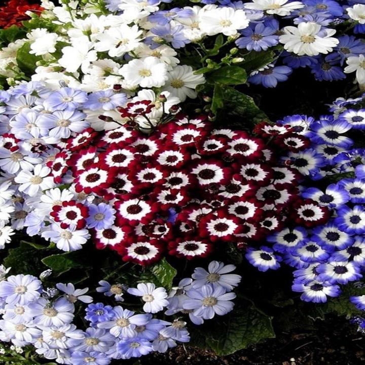Cineraria Mix Plant Seeds B | Daraz.pk