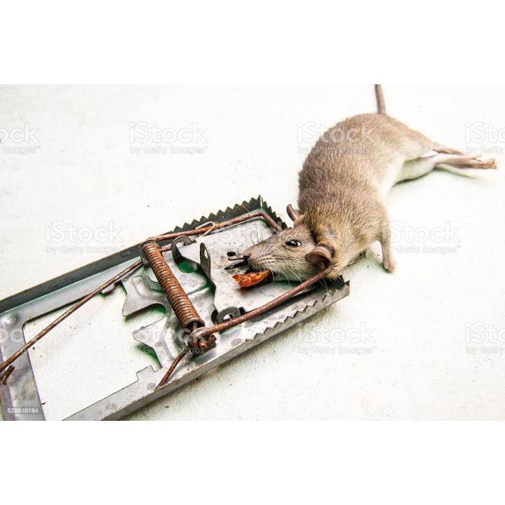 Metal Mice Trap Rat Catcher Mouse Bait Snap Spring Catcher Mice ...