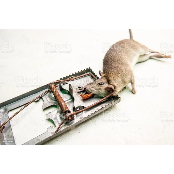 Metal Mice Trap Rat Catcher Mouse Bait Snap Spring Catcher Mice ...