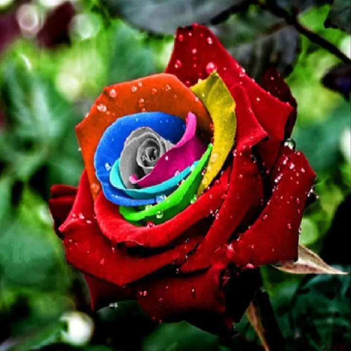 Holland Rainbow Rose Flower Seeds | Daraz.pk