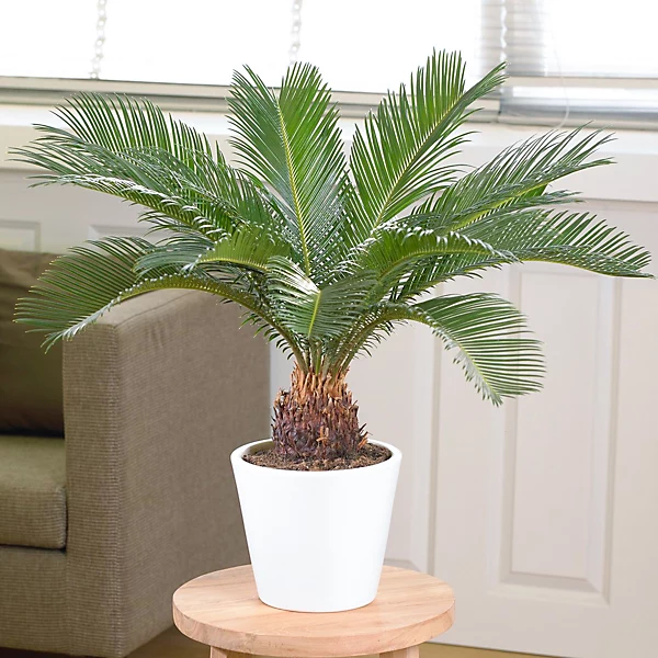 Kanghi palm live plant | Daraz.pk