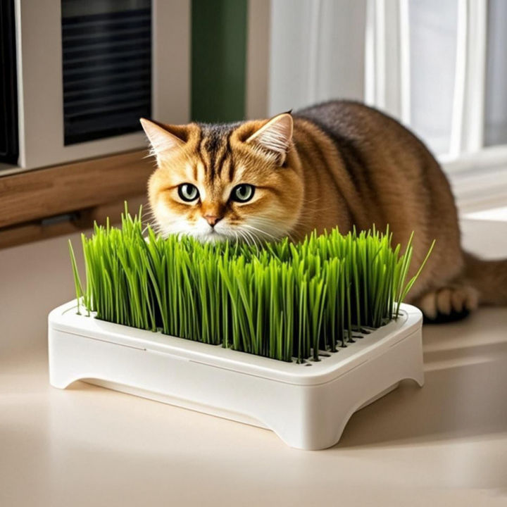Cat Grass Planter Kit 15cm Soilless Hydroponic Planting Box for Indoor ...