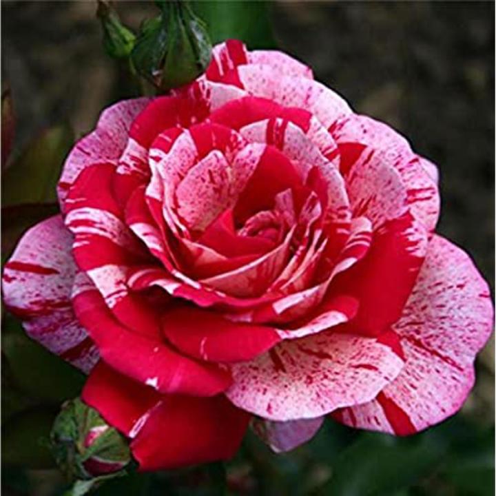 Red Tiger Rose Flower Seeds | Daraz.pk
