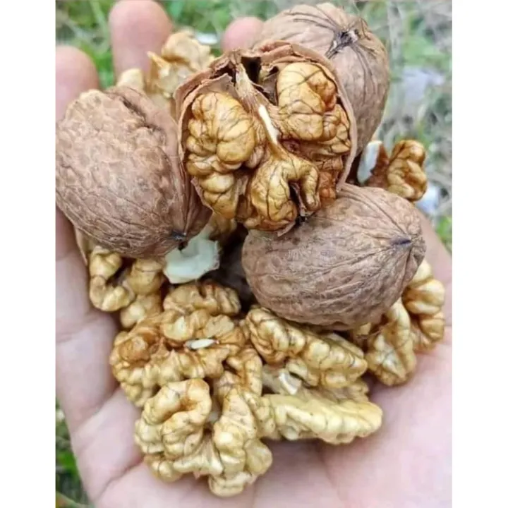 kashmiri Akhrot Giri Neelum valley 250 grams | Daraz.pk