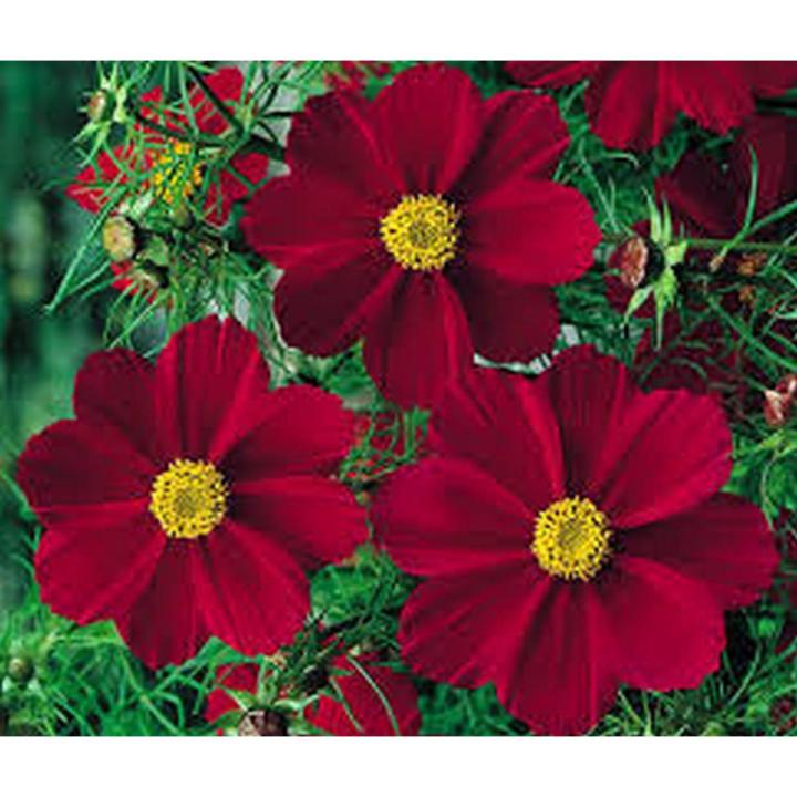 Cosmos Seeds F1 Red Imported Flower Seeds | Daraz.pk