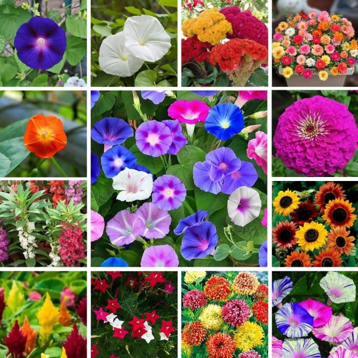 Pack of 10 Random Summer Flower Seeds – Moji Mall | Daraz.pk