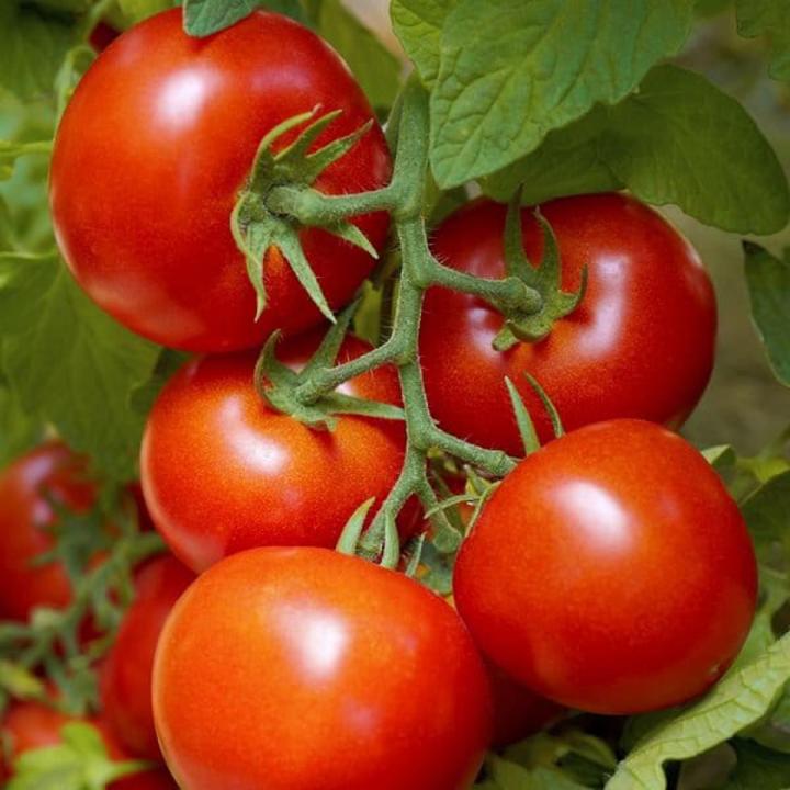 Tomato (Determinate) F1 Hybrid seeds (High Production Tomato seeds) By HMS Product | Daraz.pk