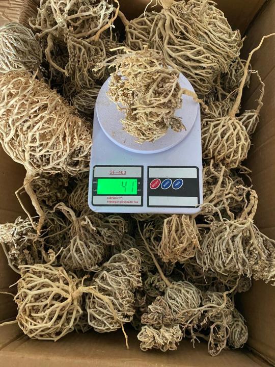 Maryam Booti Flower | Marayam Panja (مریم بوٹی) 40g | Daraz.pk