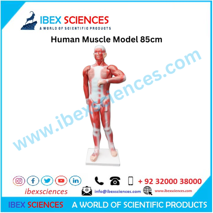 IBEX SCIENCES Human Muscle Model 85cm / 2.8ft Whole Body Muscle, Life ...