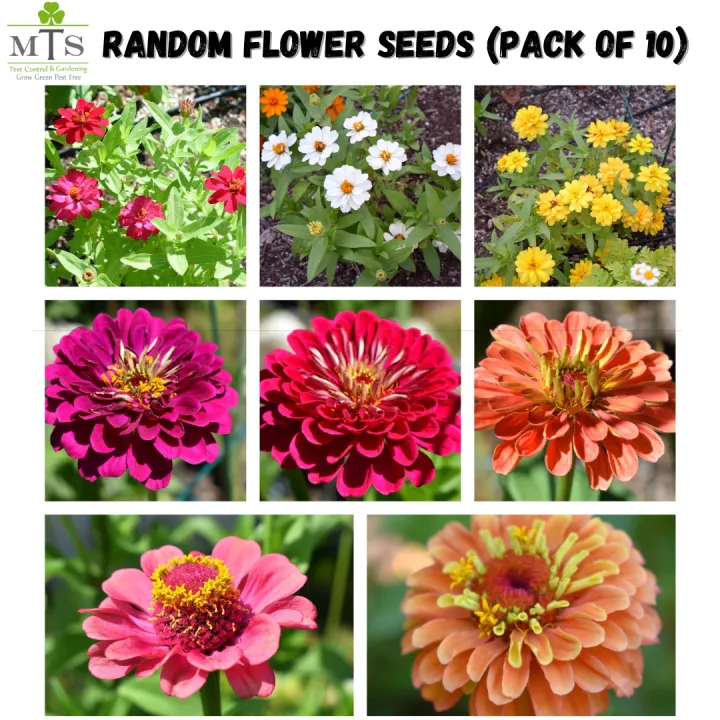 Random Summer Flowers Seeds (Pack Of 10) - High Quality Colorful Flower ...