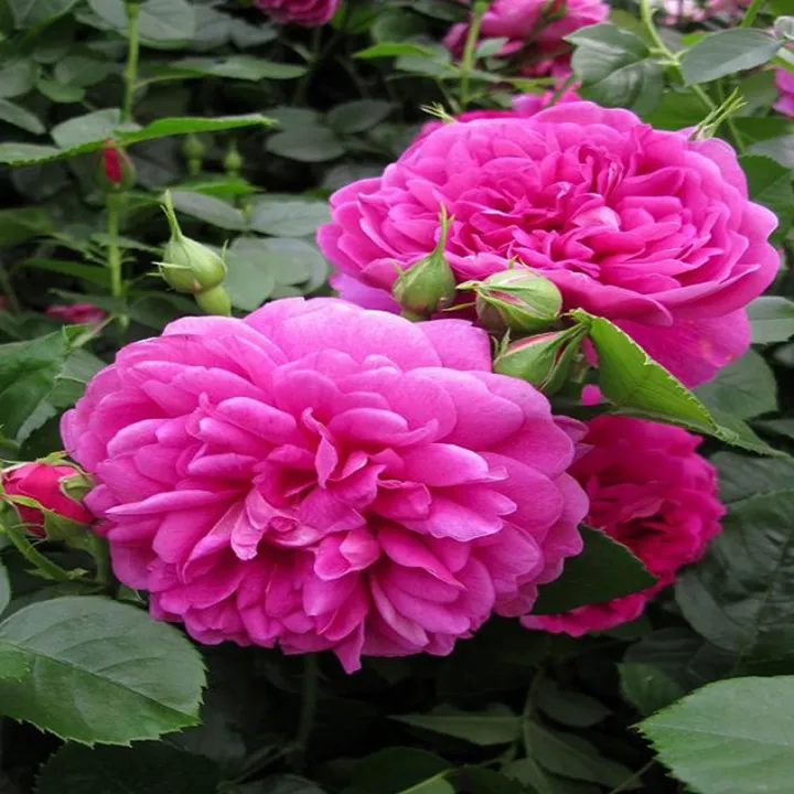 Princess Anne Rose Seeds | Daraz.pk