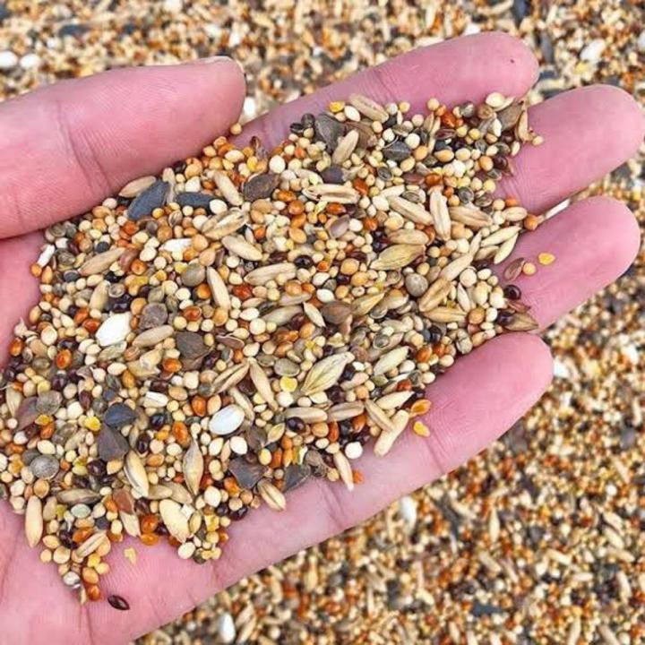 (pack of 1 kg) Mix bird food feed seed for small budgies love birds ...