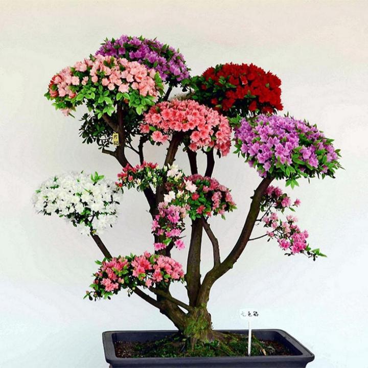 Bonsai Multi Color Azalea Tree Seeds | Daraz.pk