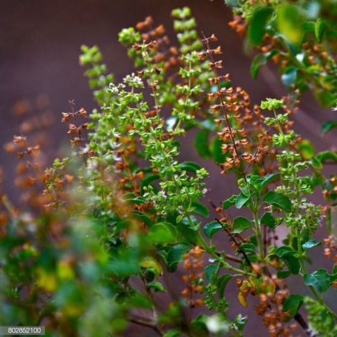 Tulsi plant seeds, Holy plant seeds | Daraz.pk