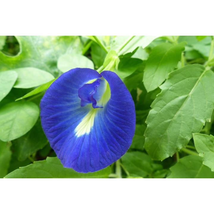 Summer Butterfly Pea Vine 10 Seeds | Daraz.pk
