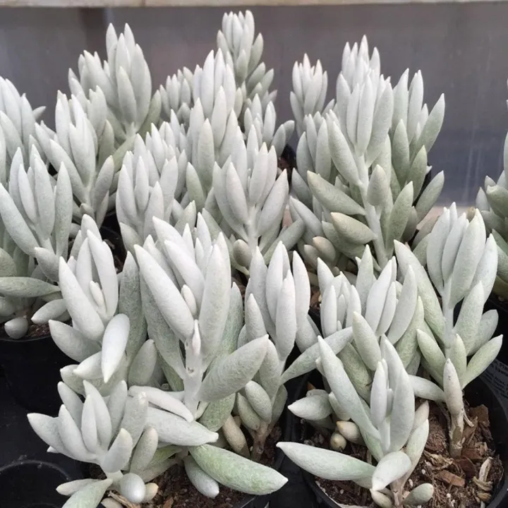 Senecio Haworthii cocoon Succulent Seeds | Daraz.pk