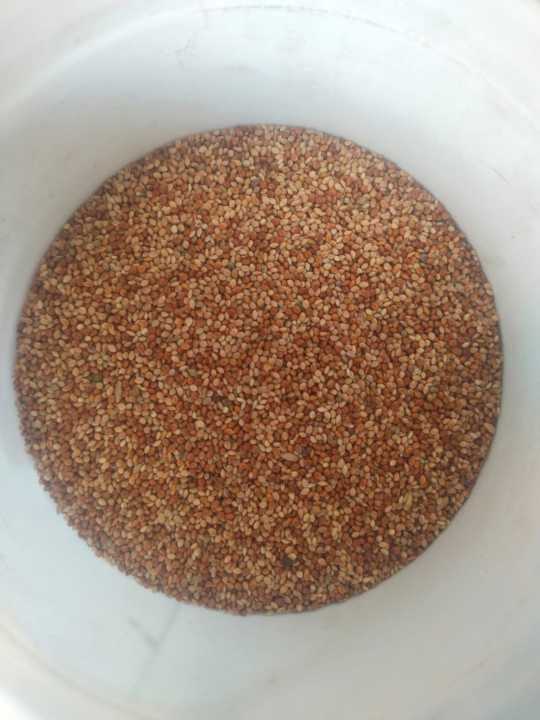 Special Seed Mix (for small birds) | Daraz.pk