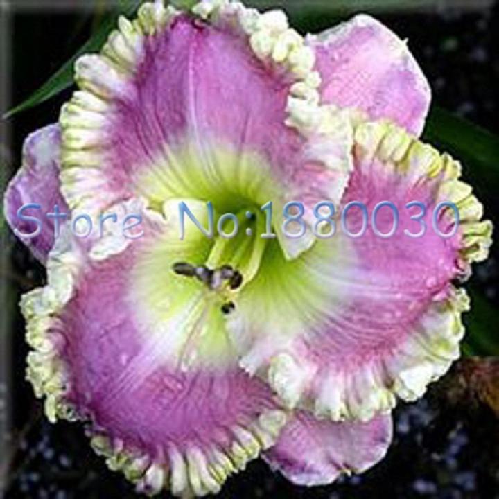 Purple Off White Hibiscus Flower Plant Seeds | Daraz.pk