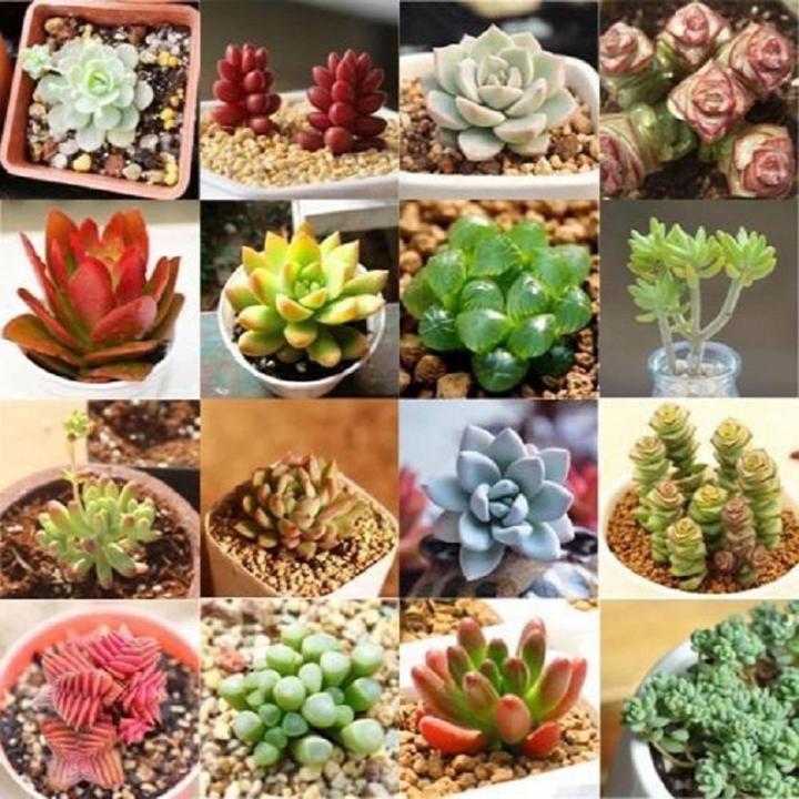 Rare Mix Succulent Seeds | Daraz.pk