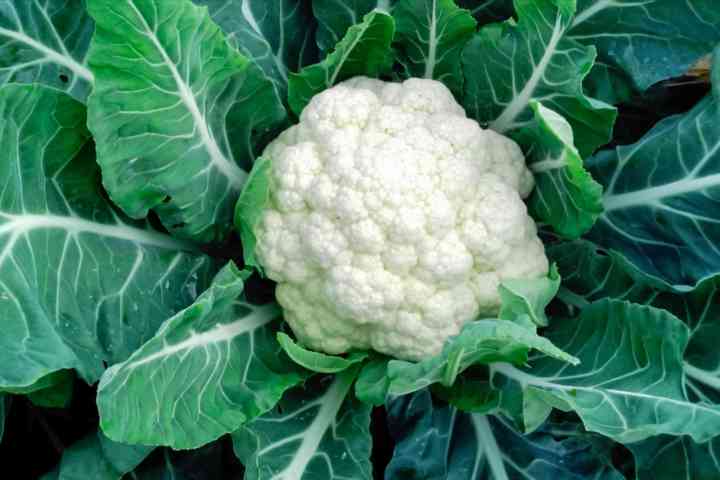 Cauliflower seeds - Gobhi k beej - Phool Gobhi - Home Gardening ...
