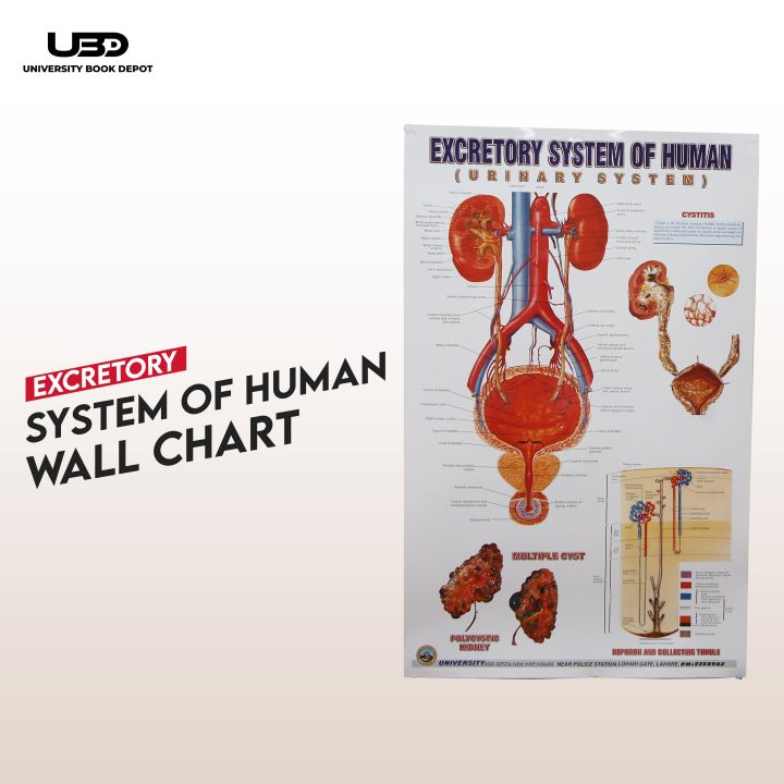 Human Excretory System Wall Chart | HD Picture Presentation on 200 ...