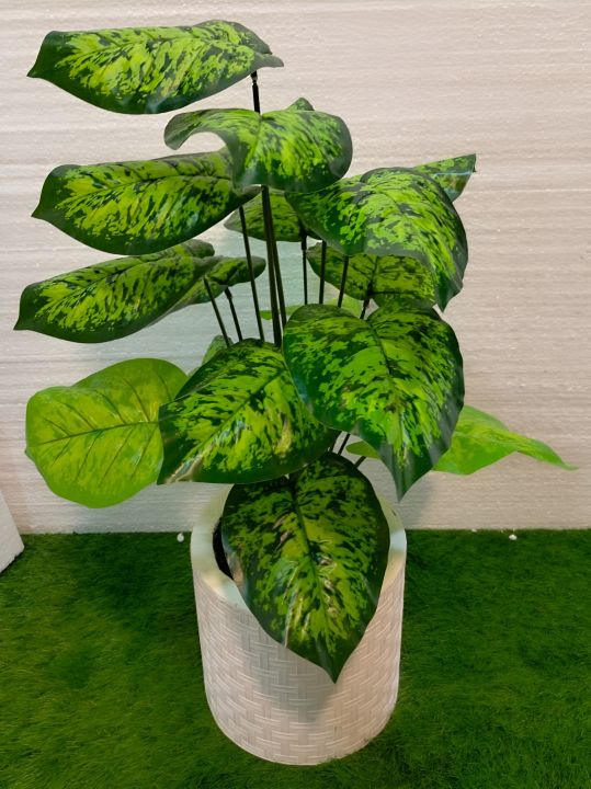 Dieffenbachia Seguine The Eye-Catching Houseplant with 18 Lush Leaves ...