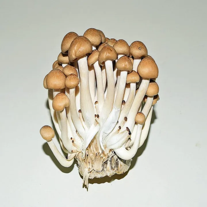 Shimeji Mushroom Spawn Seeds | Daraz.pk