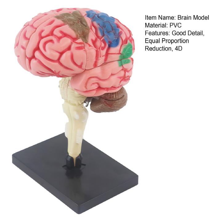 Clinical Display Model Highly Detailed 4d Brain Structure Model Perfect ...